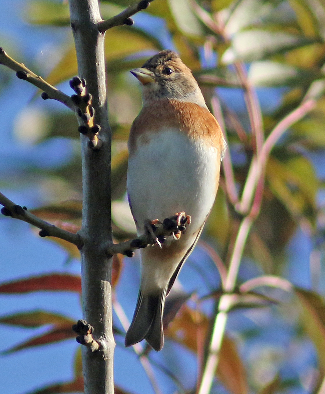 Non-Stop Birding: Brambling