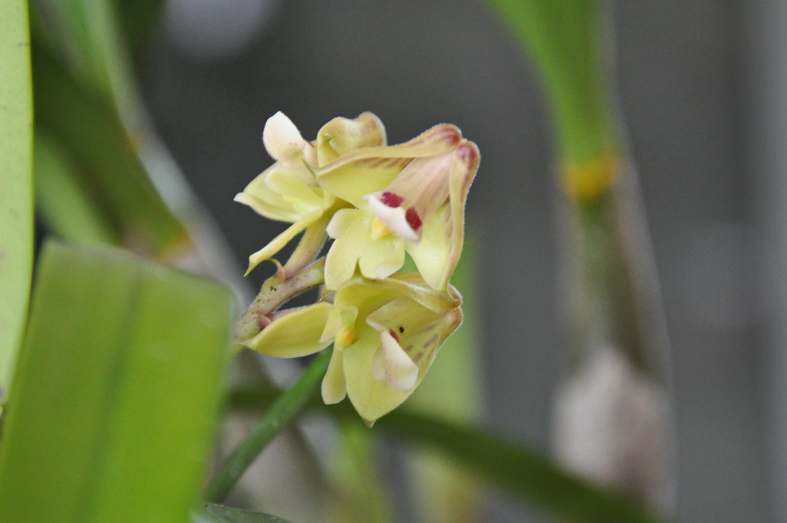 Polystachya galeata orchid plant care and culture | Travaldo's blog