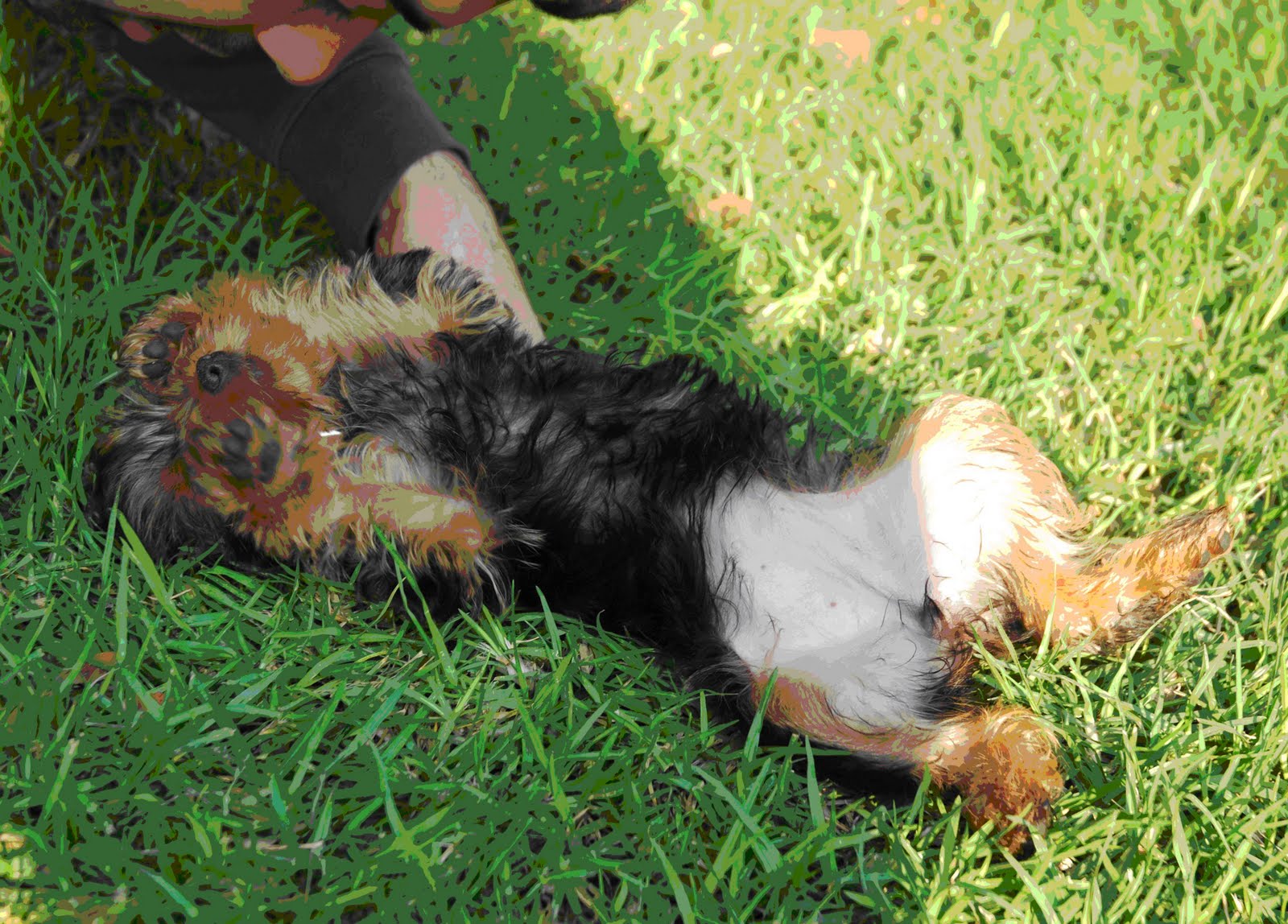 Comportamiento y Educación Canina: Comportamiento y educación canina (4)