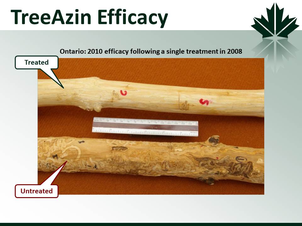 Ladybug Arborists: TREEAZIN - An amazing alternative to Spraying for ...