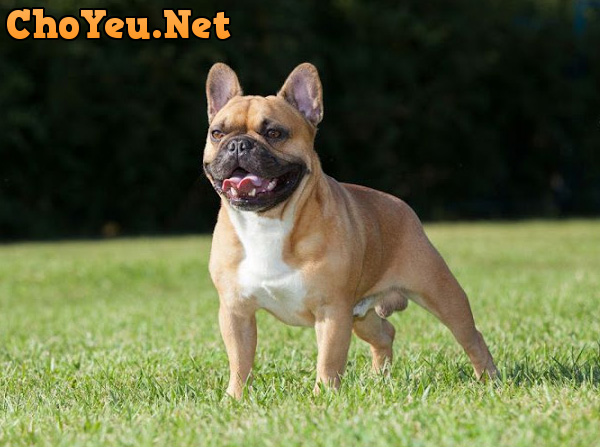 Tính cách và sức khỏe của chó Bull pháp