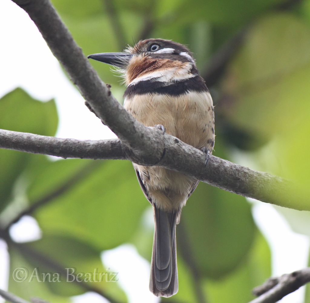 Aventura fotográfica: Bobito punteado, Coludo, Tol o Buco bobito ...