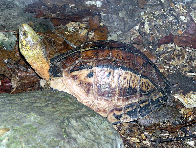 Turtle Pictures: Southern Vietnamese box turtle - Cuora galbinifrons ...