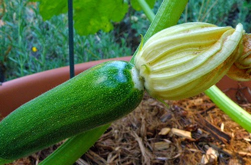 Seasonal Eating: How to Conserve Water in the Garden