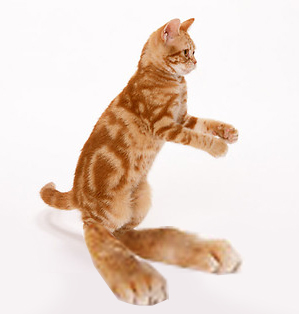 Fruitless Pursuits: F**k Garfield's Gigantic Feet!