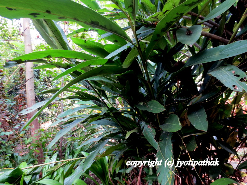 Taste of Nepal: Black Cardamom - Alainchi