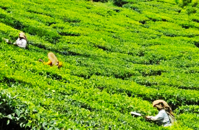 QUINTAIS IMORTAIS: Nepal’s tea output to grow 5pc