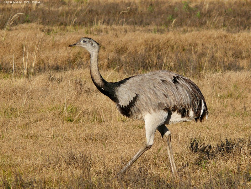 Aves de Argentina: Ñandú (Rhea americana)