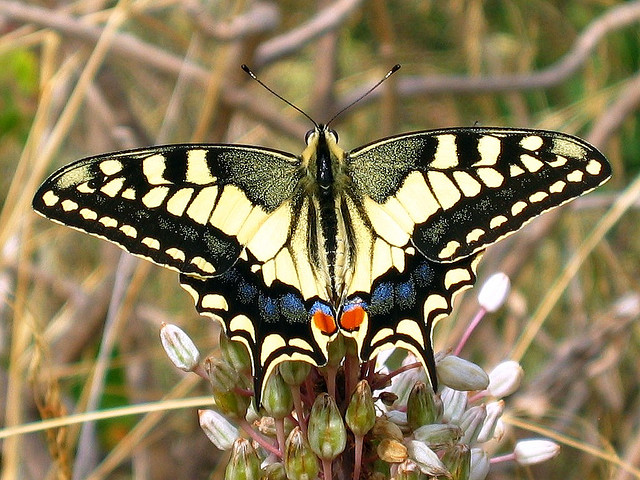The Sublime Swallowtail Butterfly | The Ark In Space