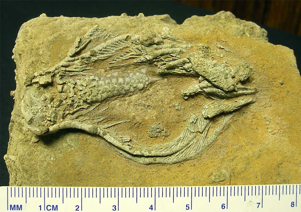 Louisville Fossils and Beyond: Mississippian Period Crinoid Fossil