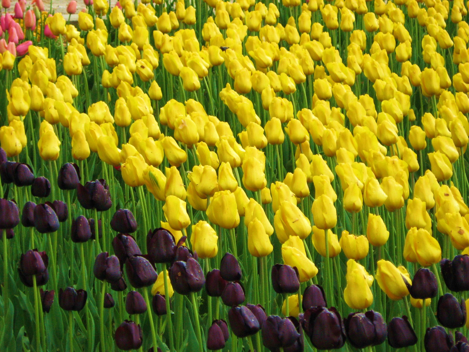 Tulipani in Olanda - Turisti A Ogni Costo