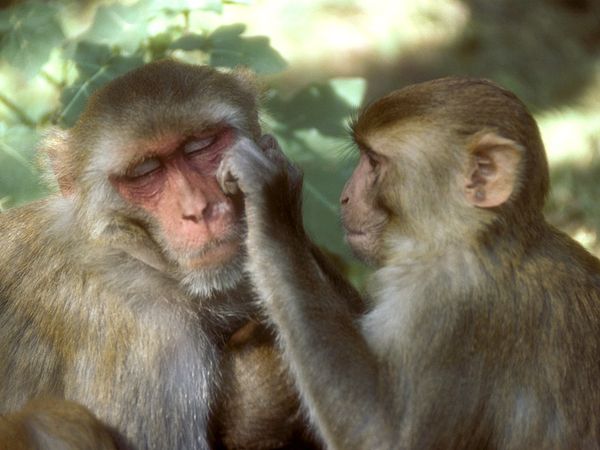 PENGETAHUAN TENTANG DUNIA FLORA DAN FAUNA: Monyet rhesus adalah primata ...