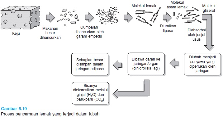 BLOG BIOLOGI: PROSES PENCERNAAN LEMAK , KARBOHIDRAT , dan PROTEIN