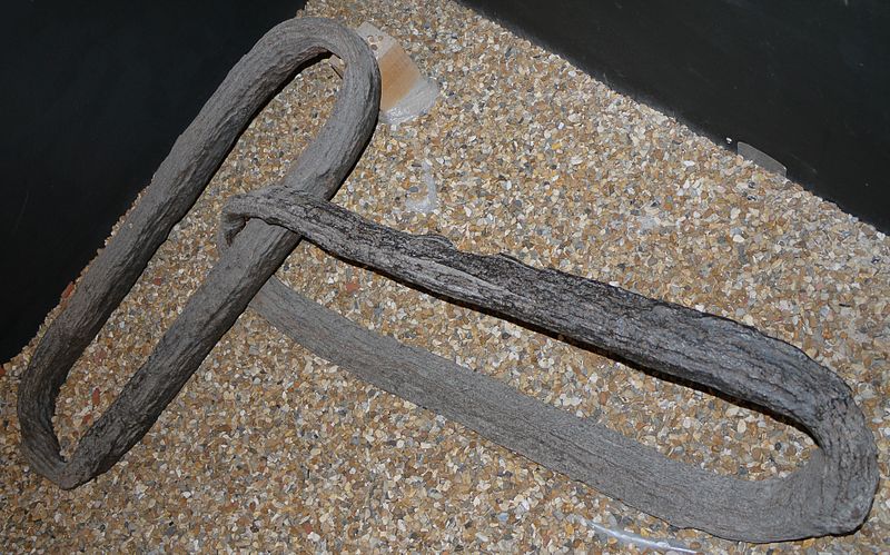 Pauline's Pirates & Privateers: History: The Portsmouth Chain