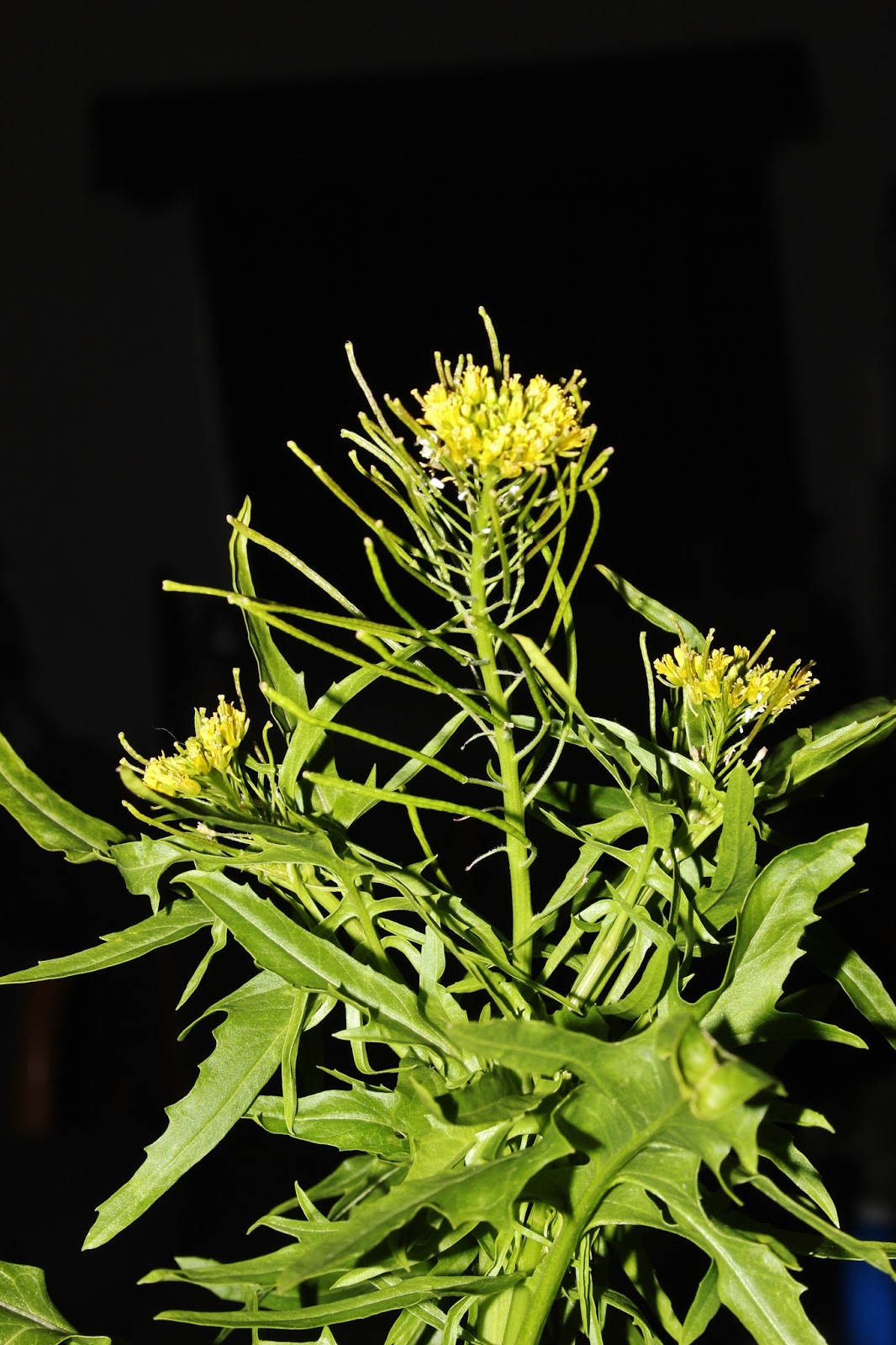 Biodiversity of Cyprus by NGO Protection of the Natural Heritage and ...