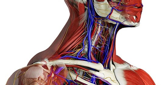 شرح منهج الأناتومي كاملاً للدكتور أحمد مصطفى كمال - الطب وسنينه ...