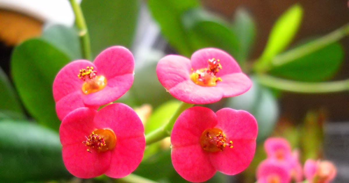 Mobila pentru bucataria: Flori cu litera d