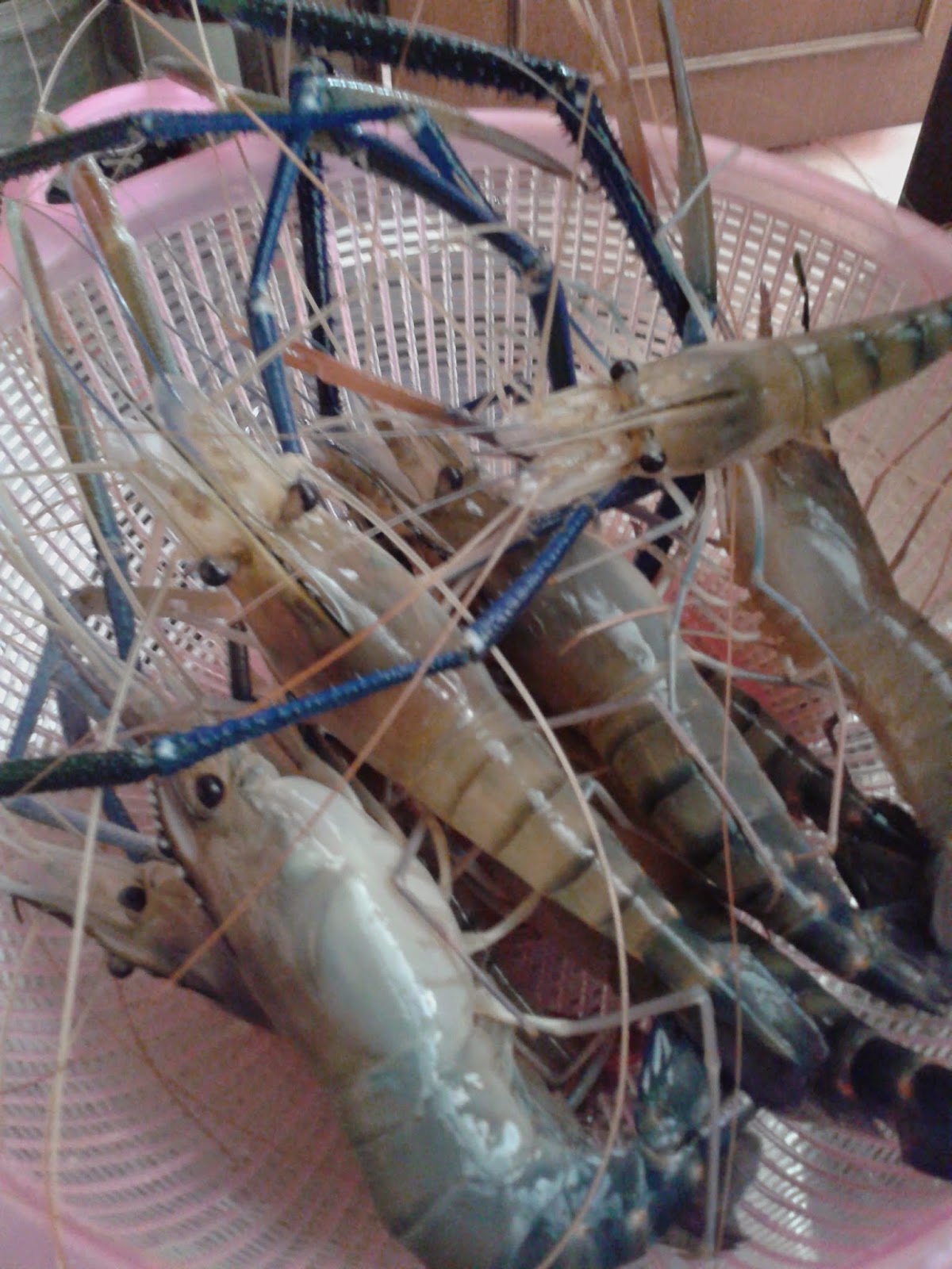 Madihah Homestay @ Muar Johor: Sewa Bot Fiber untuk Kaki Pancing di ...