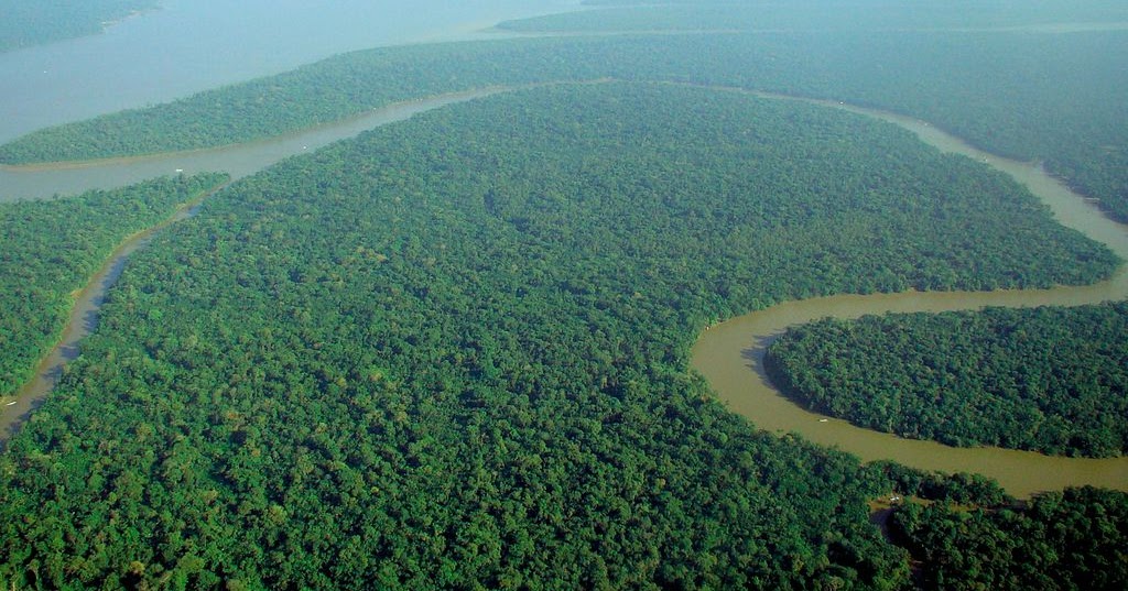 La Foresta Tropicale (o Foresta Equatoriale)