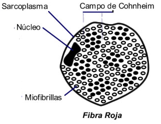 LA MARAVILLA DEL CUERPO HUMANO