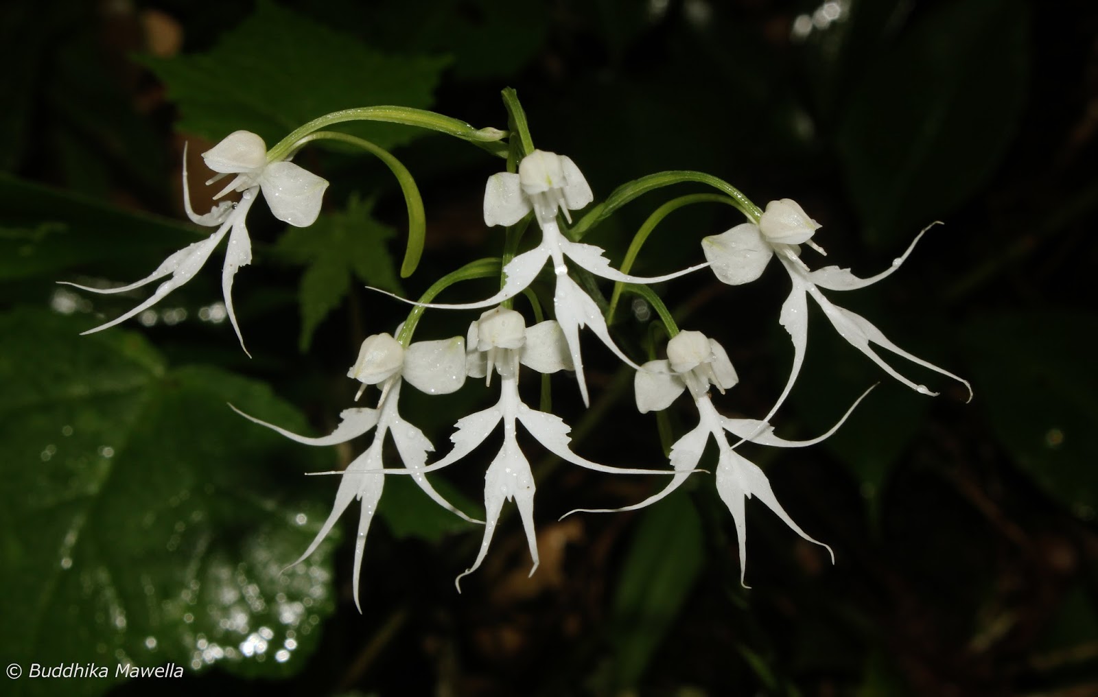 Lanka Nature Summary: Habenaria crinifera