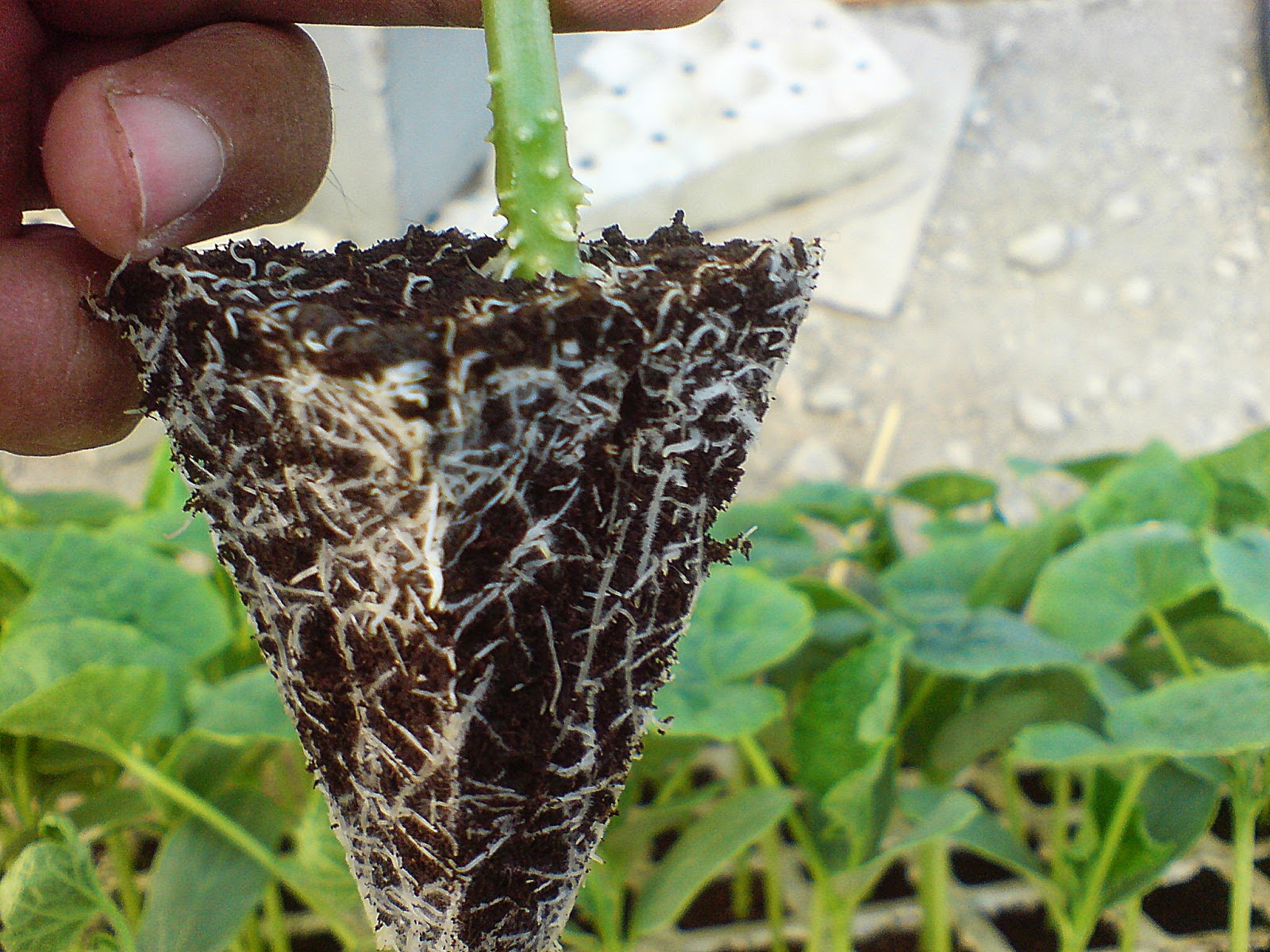 COMPOST TEA ΚΑΙ ΩΦΕΛΙΜΟΙ-ΕΝΕΡΓΟΙ ΜΙΚΡΟΟΡΓΑΝΙΣΜΟΙ: .ΦΩΤΟΓΡΑΦΙΕΣ ΑΠΟ ...
