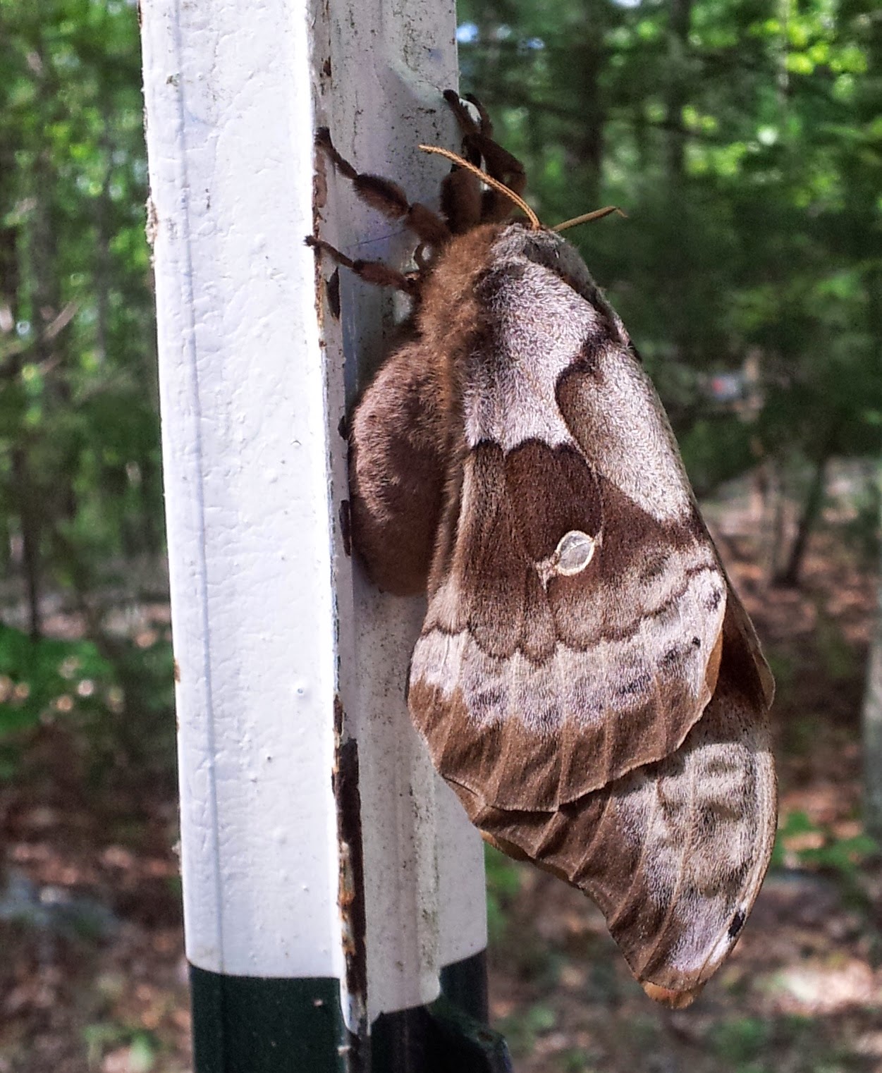 The Days of Johann, an agility dog!: The rare and beautiful Polyphemus ...