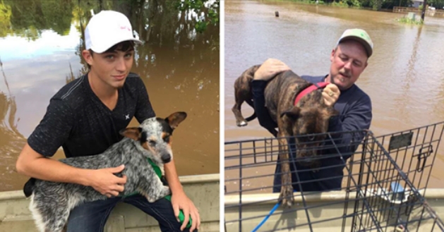 White Wolf : Dad And Son Rescued 40 Dogs Left Behind During The Flood