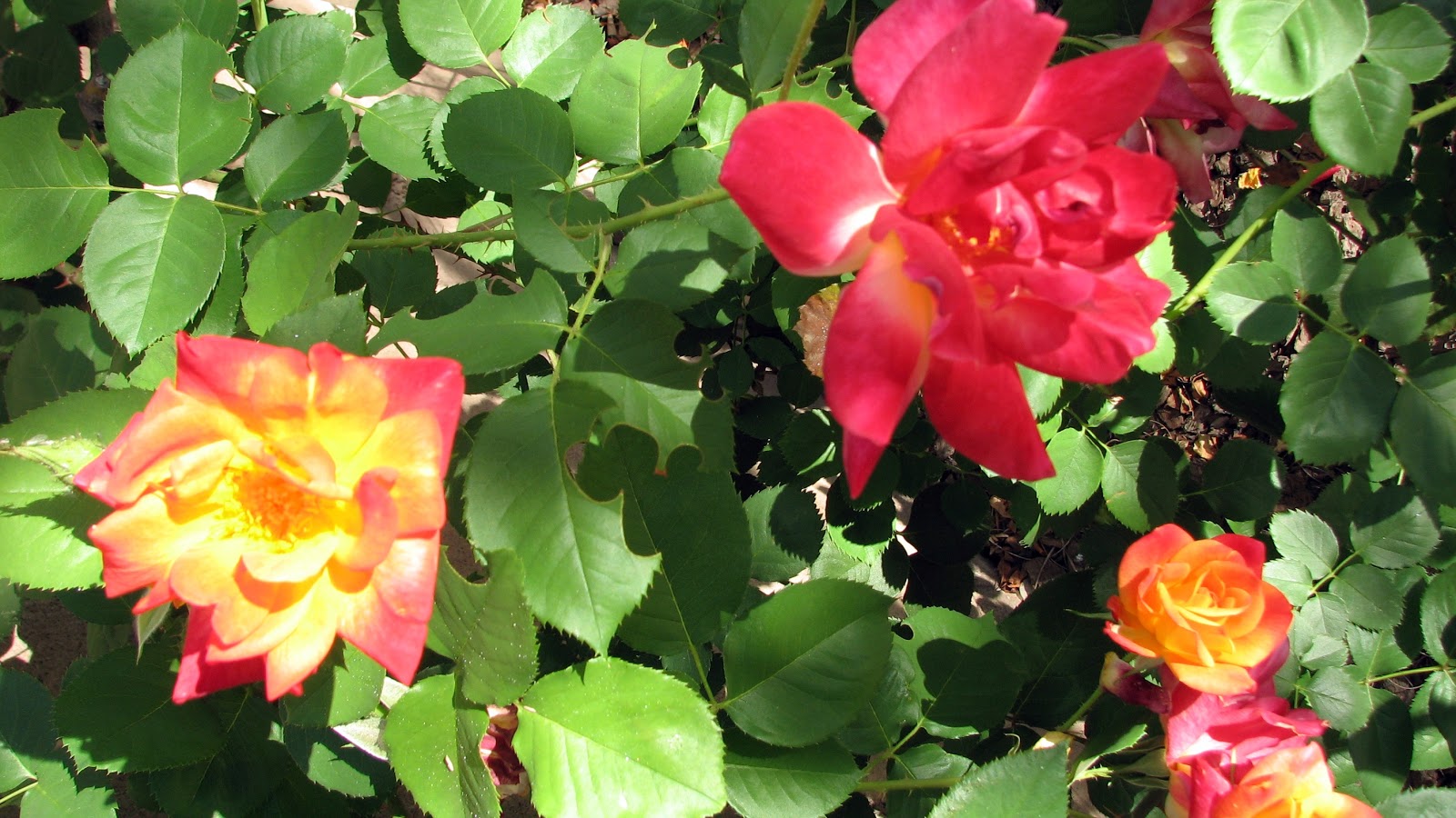 someplace*in*thyme: Lets Take A Walk