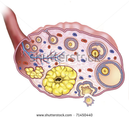 Science: FEMALE REPRODUCTIVE SYSTEM