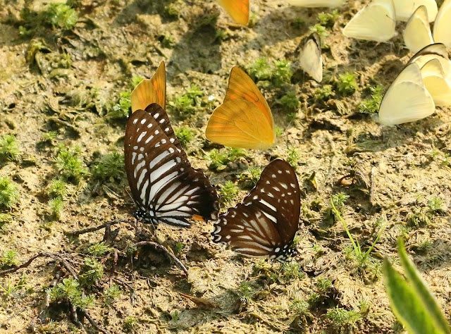 Butterflies of Vietnam: 81. Graphium macareus indochinensis (The Lesser ...