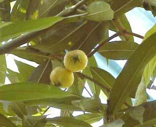 Preparados Botánicos Hipotensores: Manzana Rosa