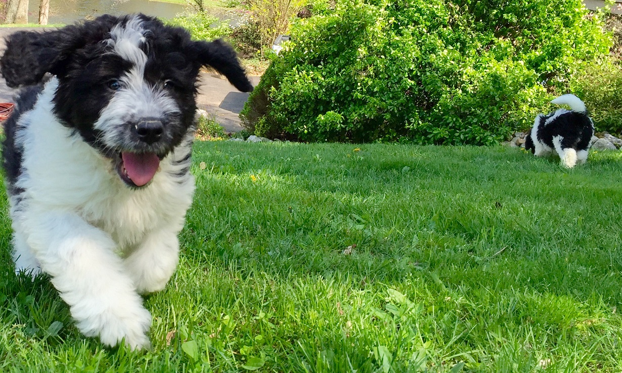 Feathers And Fleece Farm: Five Reasons Everyone Needs a "Doodle" Mix...