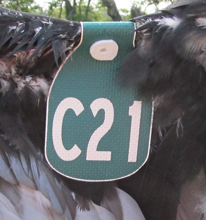 Bird Banding in Saskatchewan: Turkey Vulture Tagging