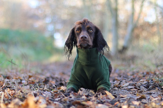 Equafleece Dog Jumpers | Steph & The Spaniels: Dog Friendly Lifestyle Blog
