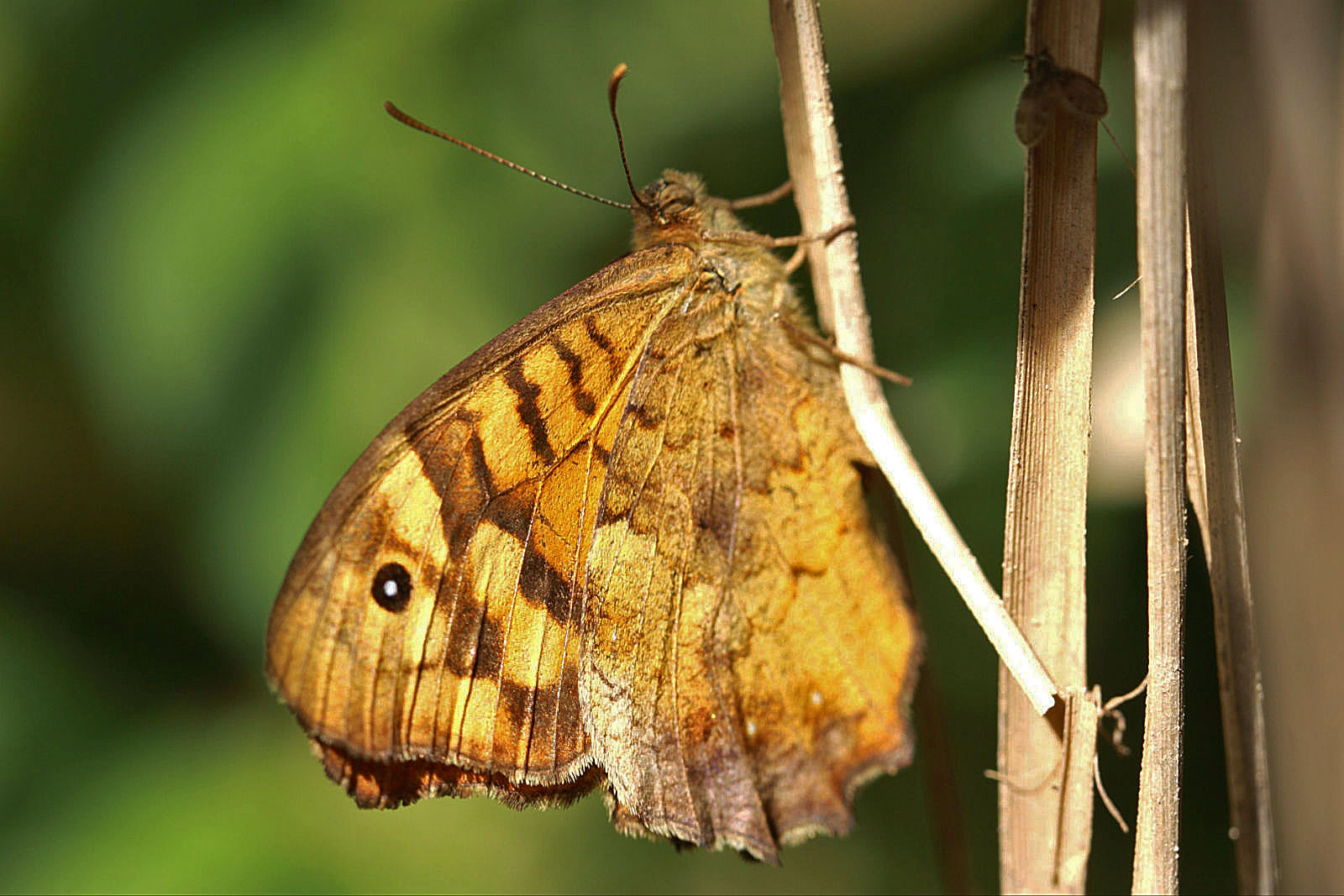 Illora natural: MACULADA O MARIPOSA DE LOS MUROS (Pararge aegeria)