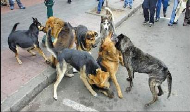 perros vagos