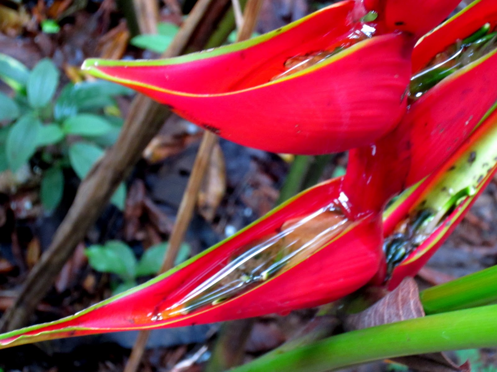 Exploring ESD in Costa Rica: Biodiversity-Preserving Native Species