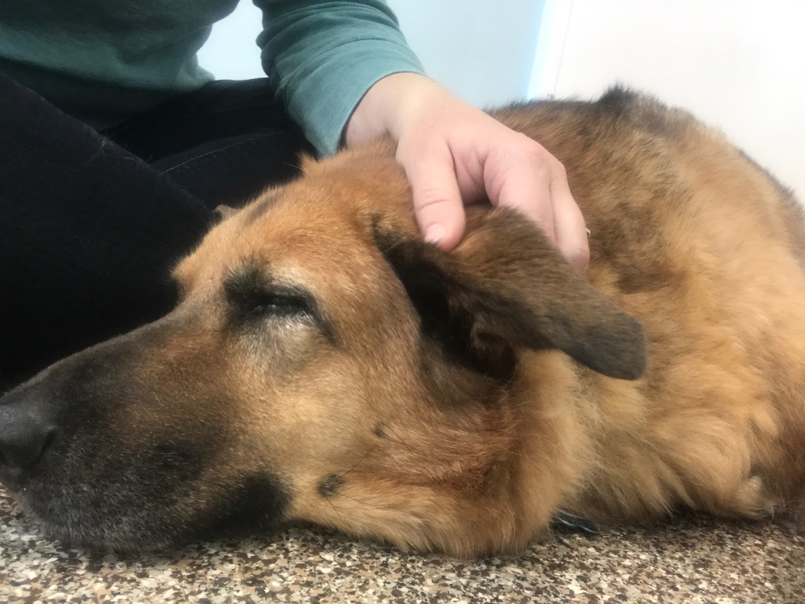 Must Love Pekes: BLOAT IN DOGS--PI COMES THROUGH