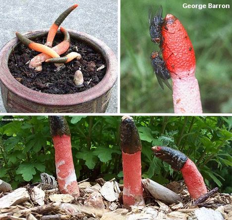 Jenny Eka Maryanty: bunga - bunga unik dan teraneh di dunia