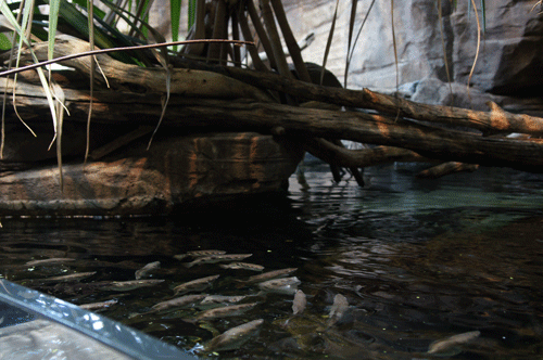 The Adventures of LorAx: Star Spangled Memorial Day