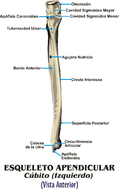 Morfo-fisiología 1: MIEMBRO SUPERIOR