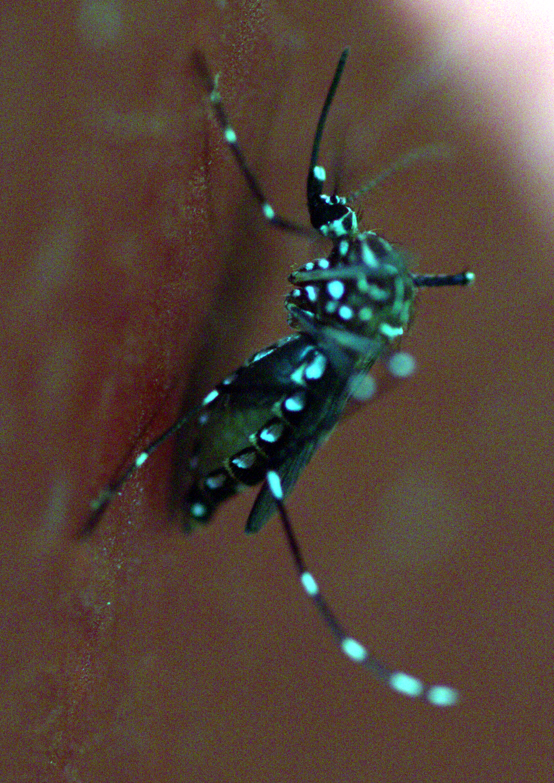 Hiking Curaçao - Flora and Fauna: In the night they come (insects)