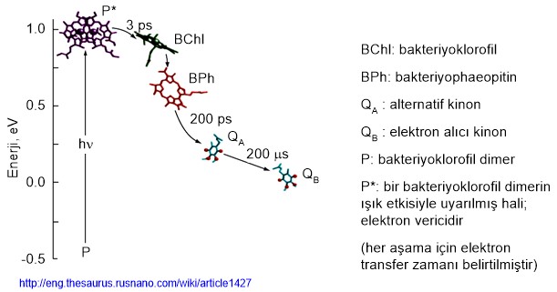 Prof. Dr. Bilsen Beşergil: Tek Elektron Transfer (single electron transfer)