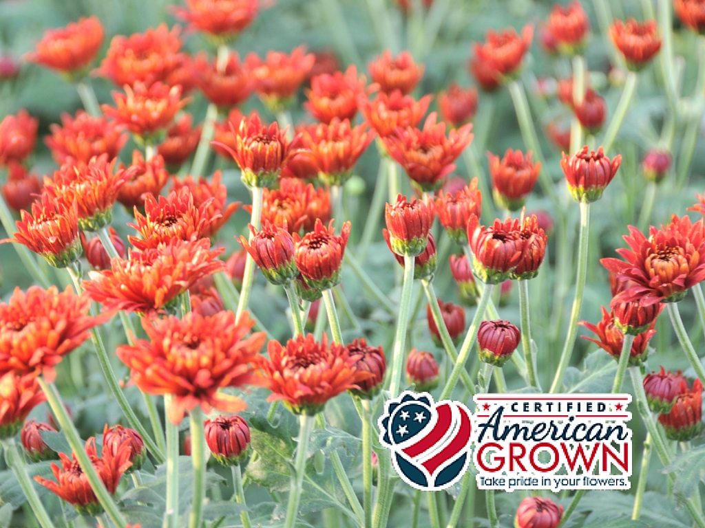 American Flowers Week - Cultivation Of Crops