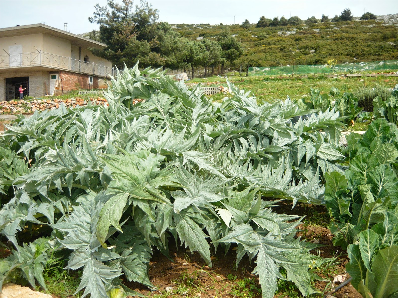 ΣΧΟΛΙΚΟΙ ΛΑΧΑΝΟΚΗΠΟΙ : ΟΙ ΚΗΠΟΙ ΤΩΝ ΣΧΟΛΕΙΩΝ ΤΗΣ Δ/ΣΗΣ Β/ΘΜΙΑΣ ΕΚΠ/ΣΗΣ ...