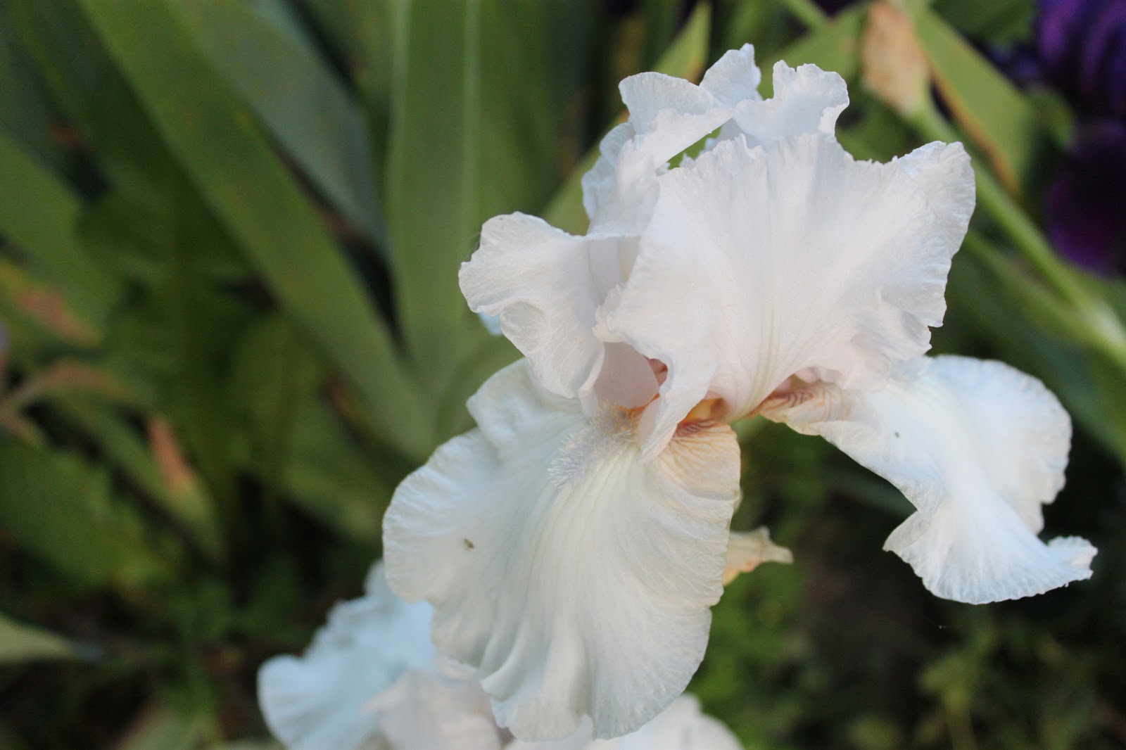 Pat's Addition: Peony Patch Glory