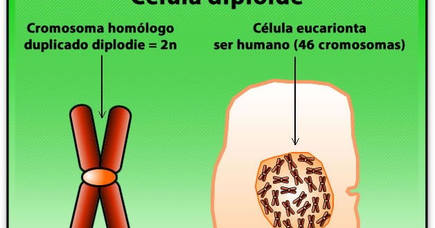 La Célula: Número de Cromosomas