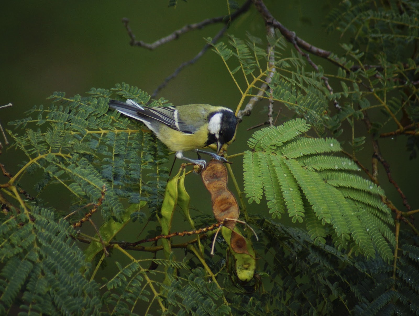 Butler's Birds: Roamin' For Birds in Rome