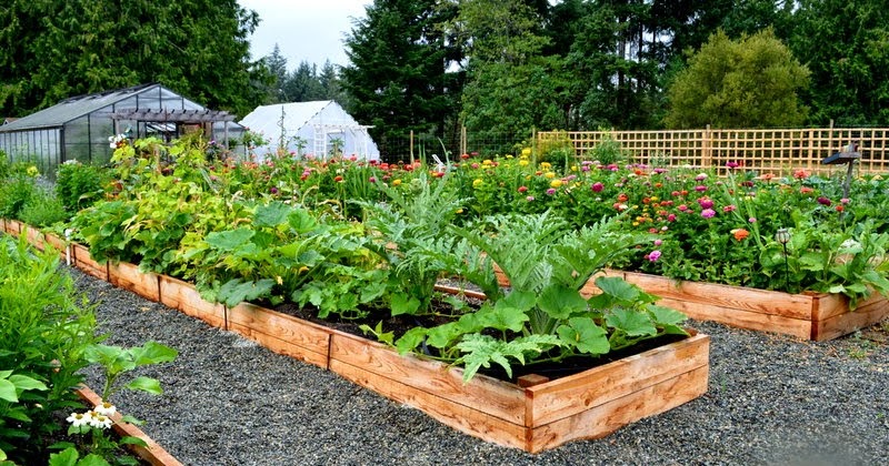 How To Feed Your Organic Vegetable Garden